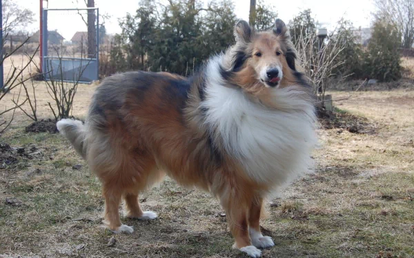 Download Dog Animal Rough Collie HD Wallpaper