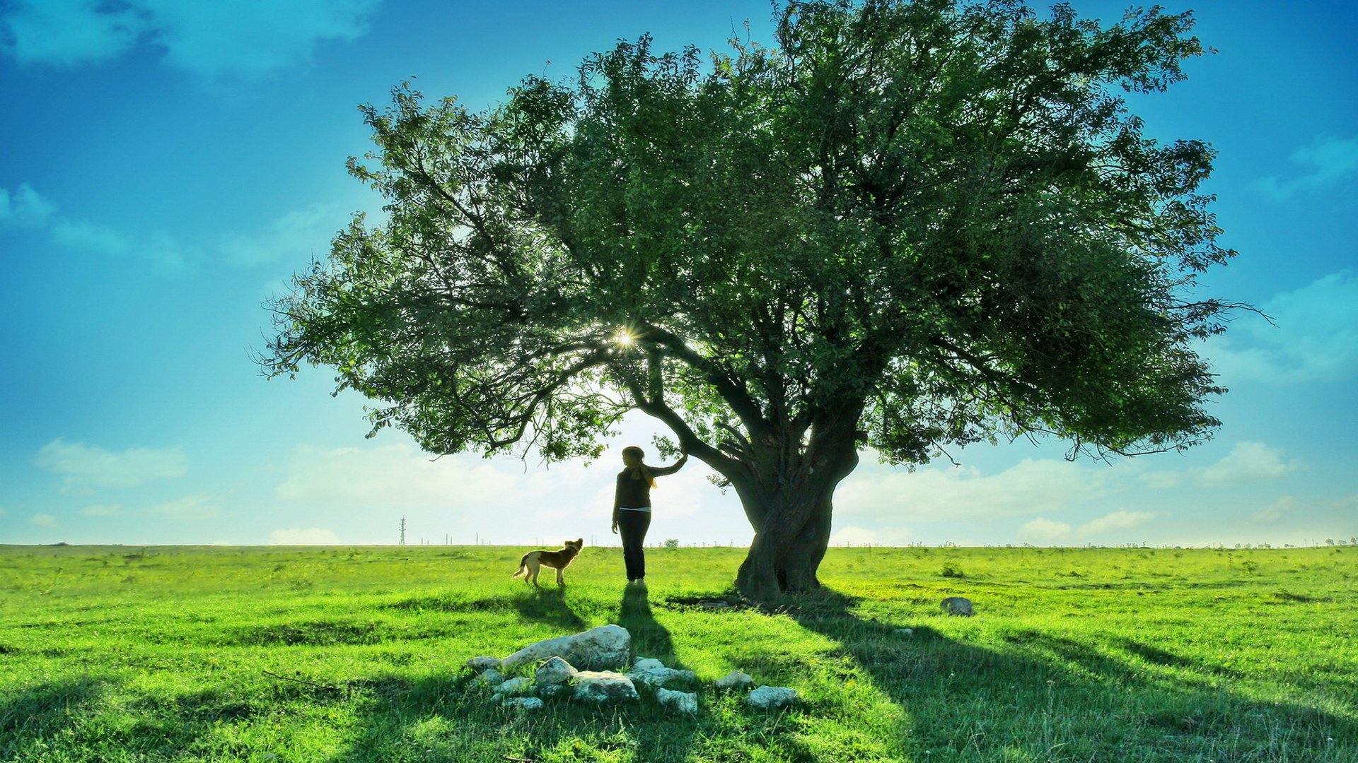 Serene Tree Embrace: HD Landscape Photography with People and Nature ...