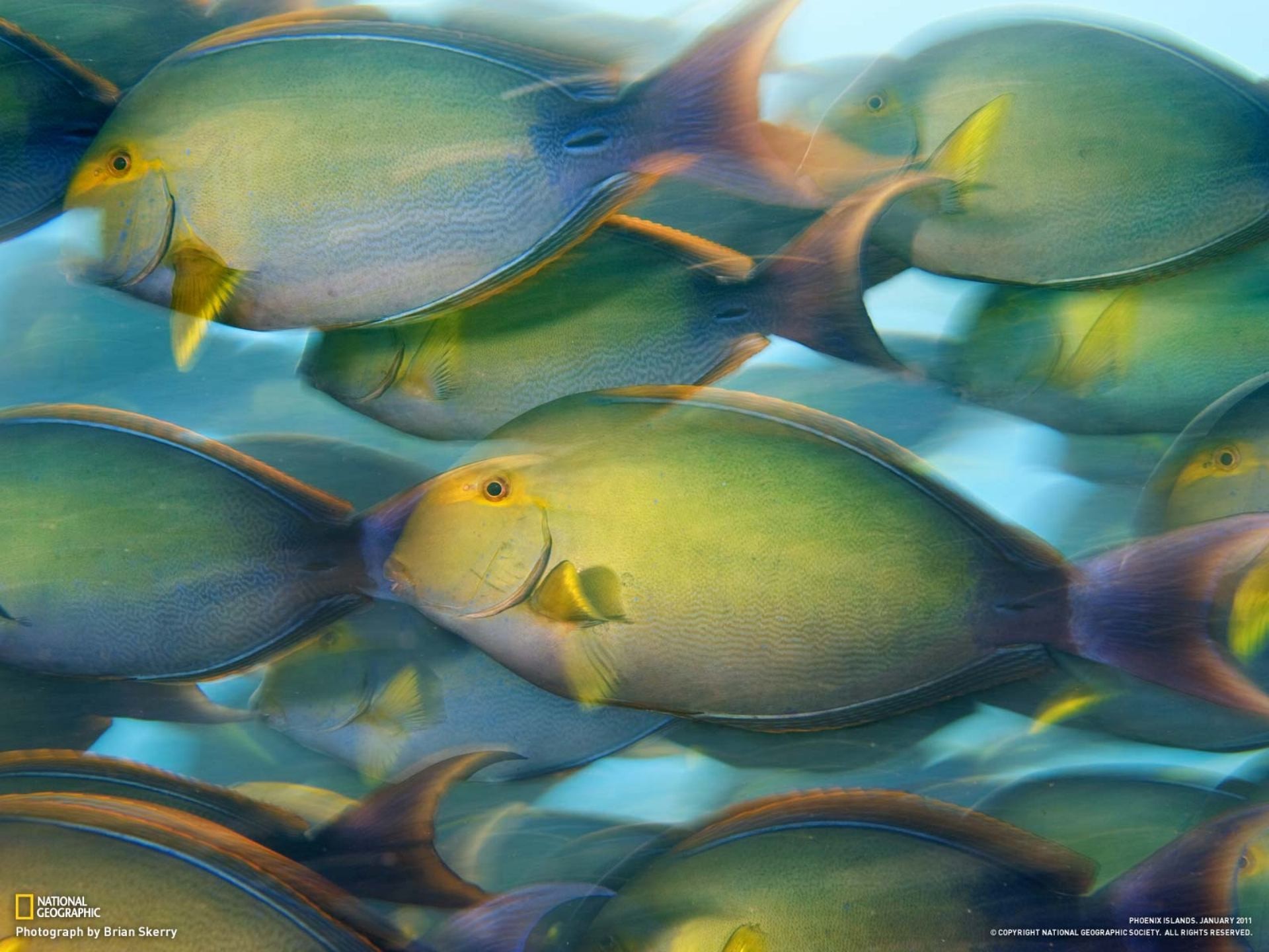 Download Animal Fish HD Wallpaper