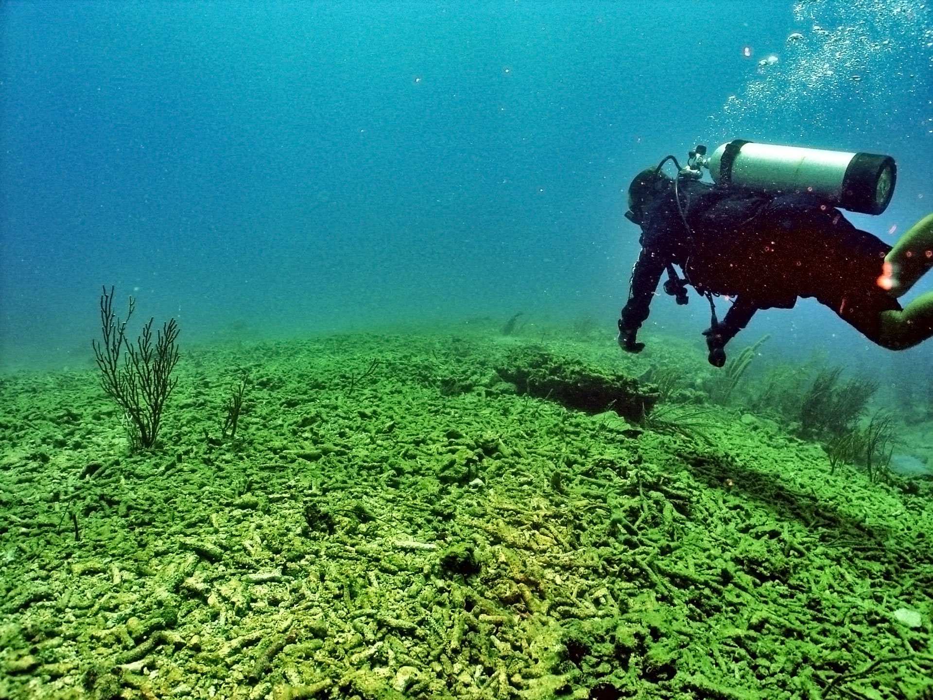 HD Wallpaper: Exploring Nature's Ocean Depths