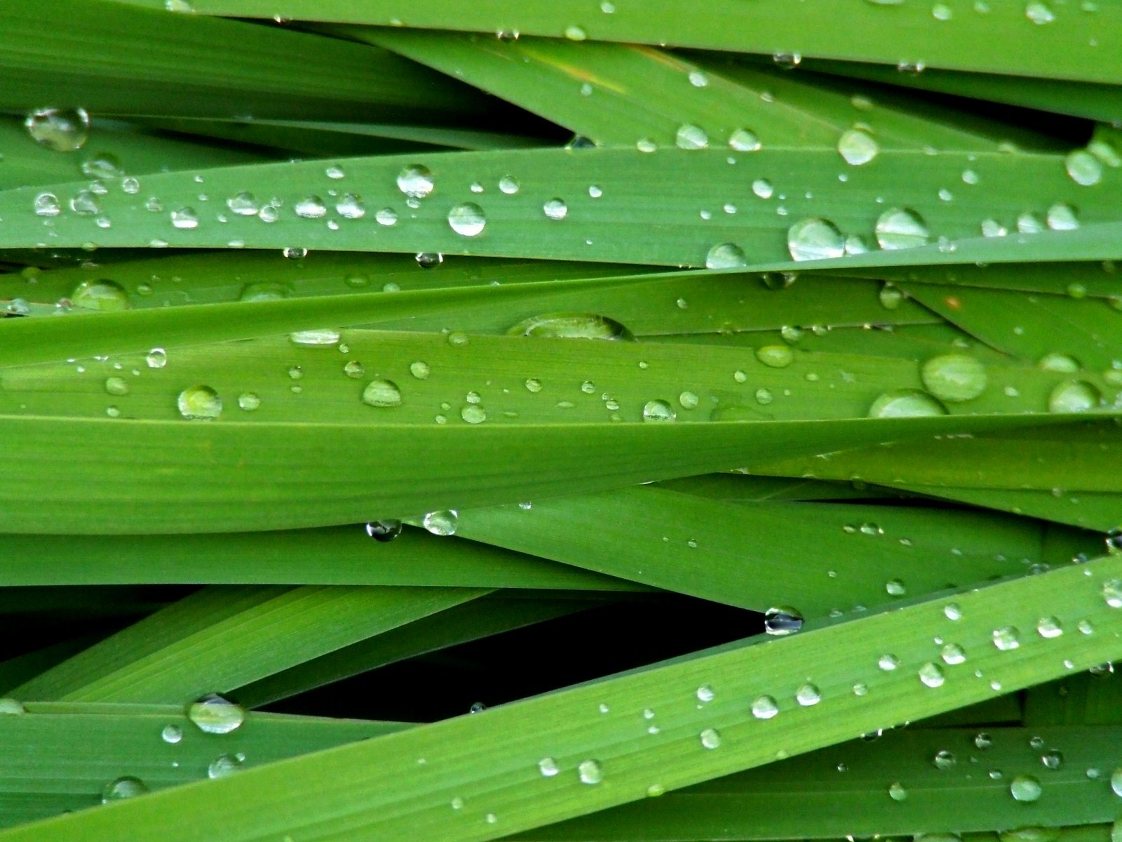 Glistening Definition Refreshing Water Drops On Green Leaves HD