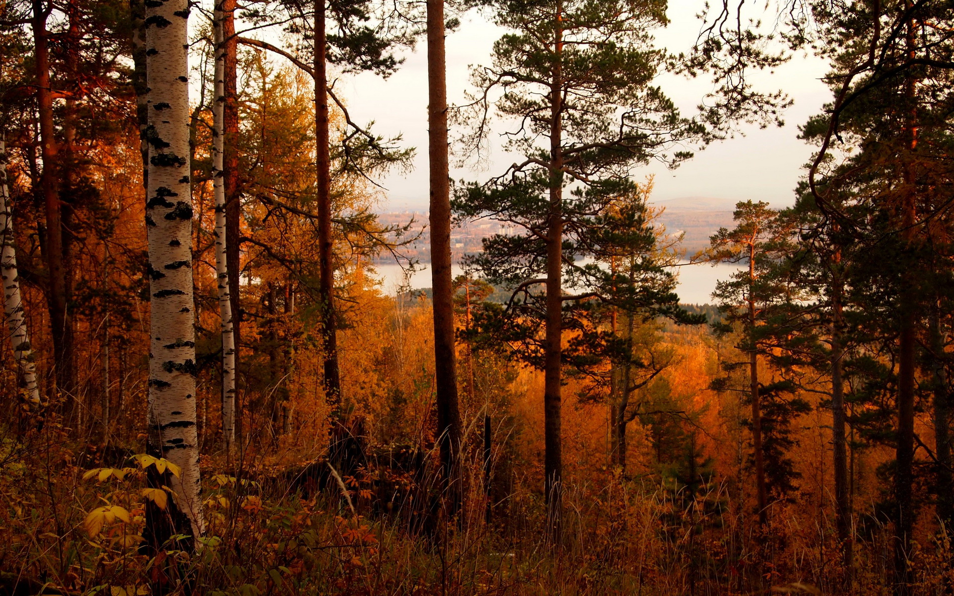 Forest HD Wallpaper