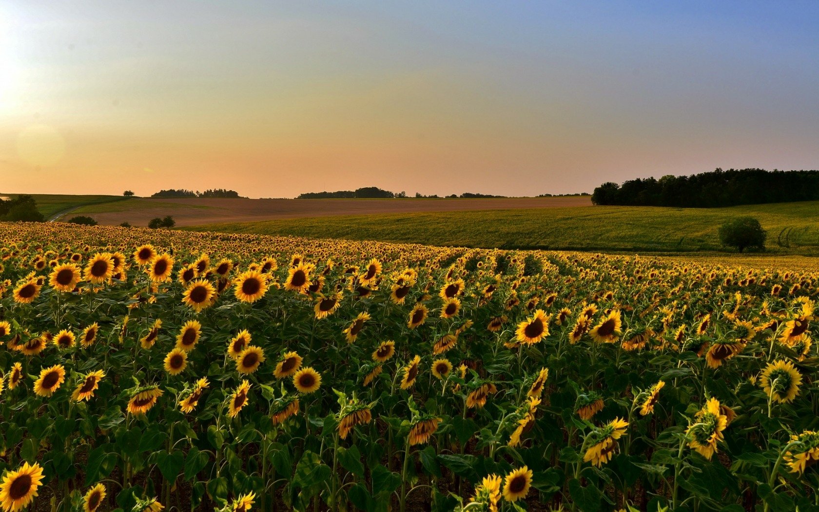 Sunlit Sunflower Fields — HD Nature Wallpaper