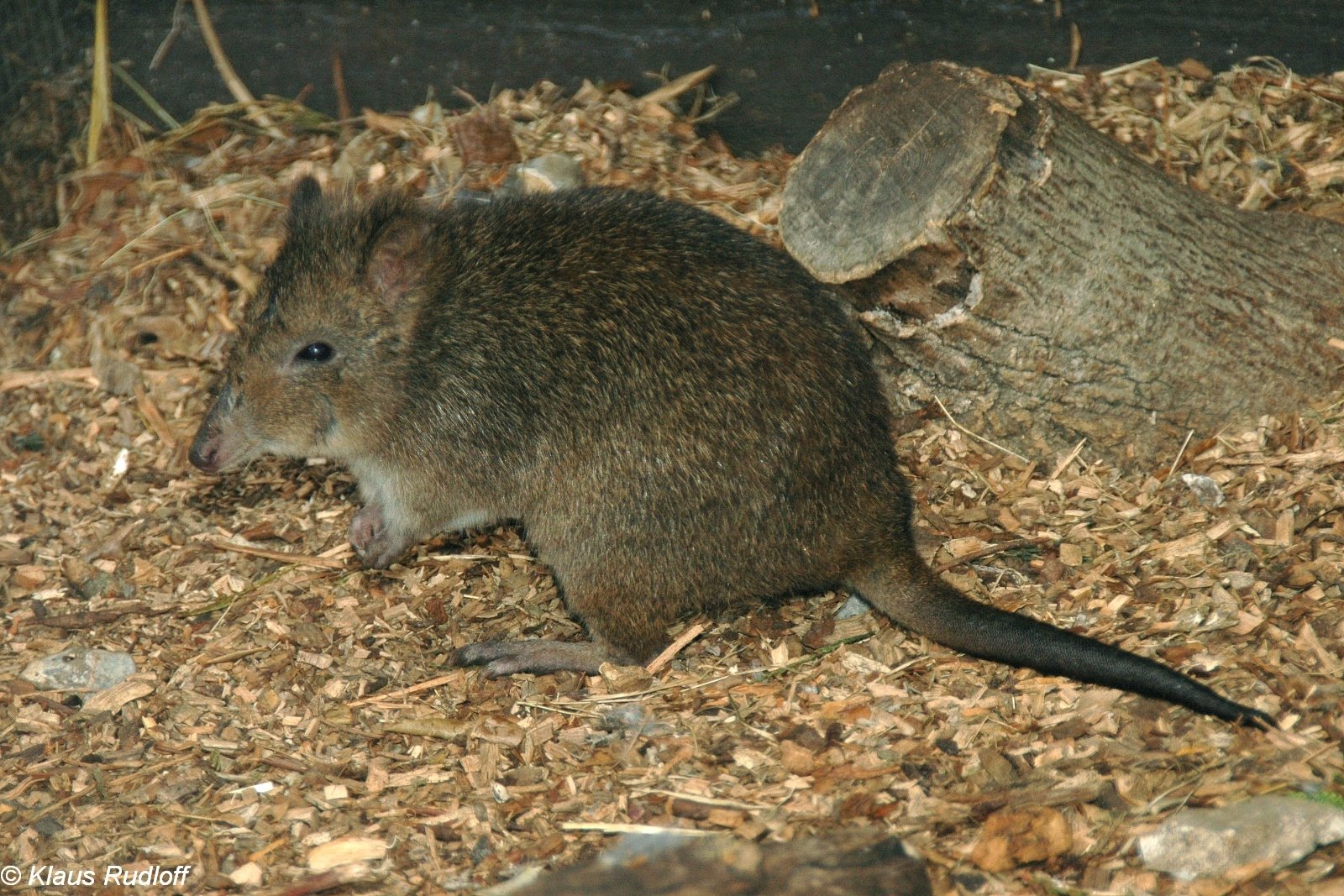 Download Animal Potoroo Wallpaper