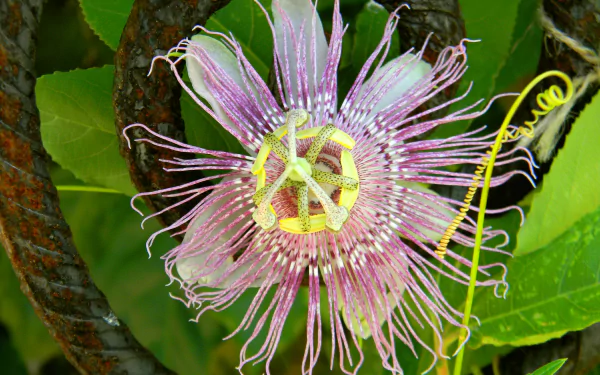 passion 4k Desktop Wallpapers, Phone Wallpaper, PFP, Gifs, and More At ...