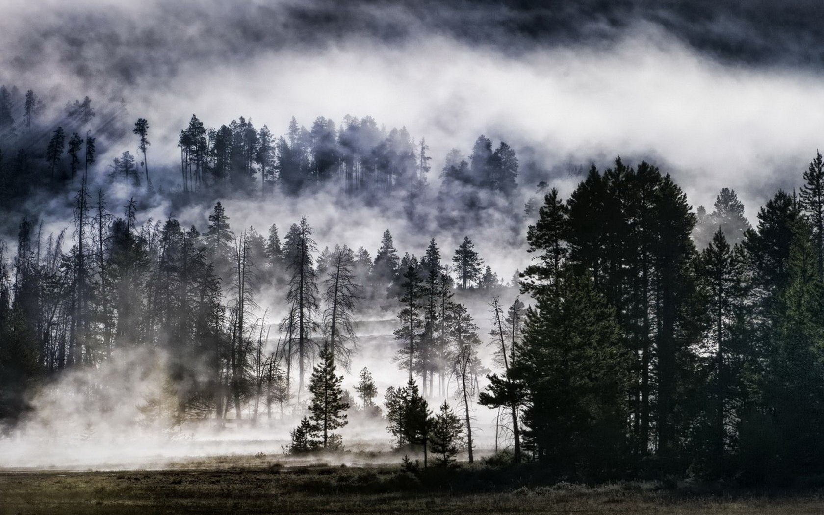 Download Nature Fog Wallpaper