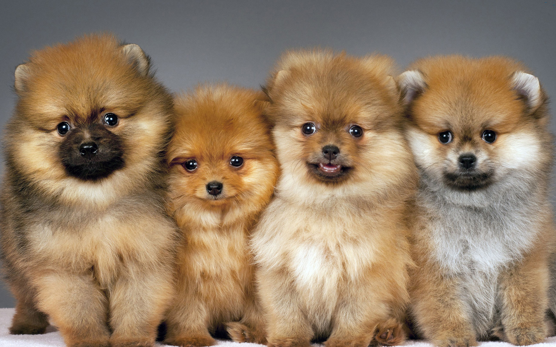 Cute Pomeranian Puppies HD Wallpaper Cute Pomeranian Puppies HD Wallpaper