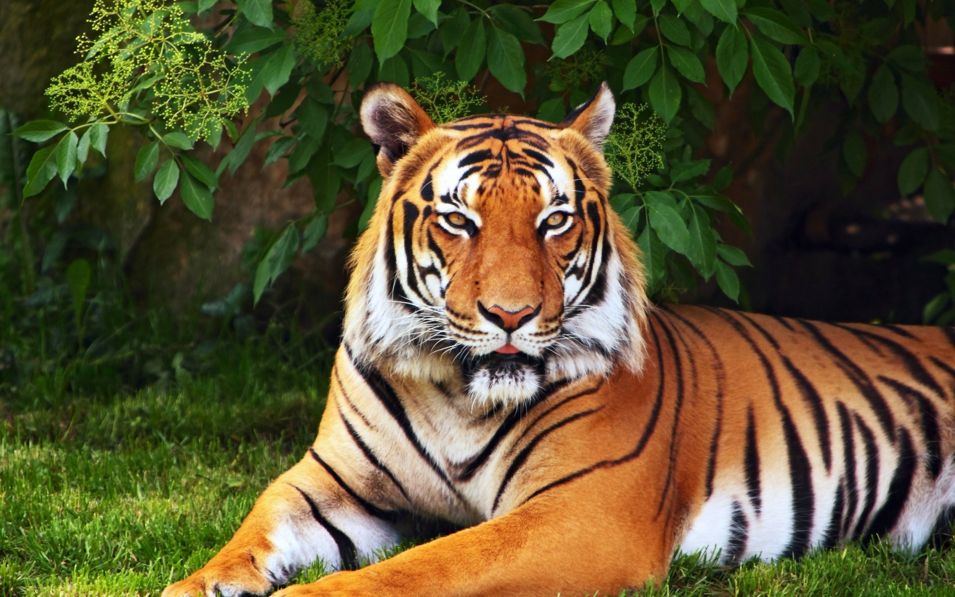 Majestic Tiger HD Wallpaper