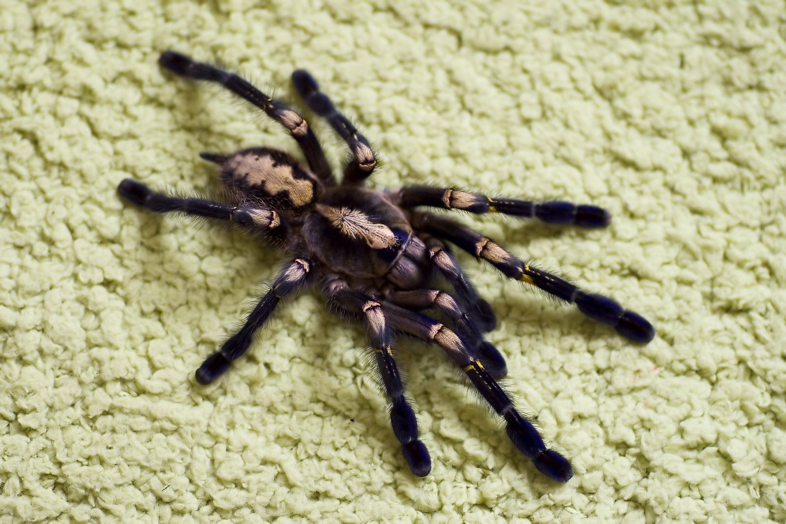 Download Gooty Sapphire Ornamental Spider Animal Tarantula Wallpaper ...