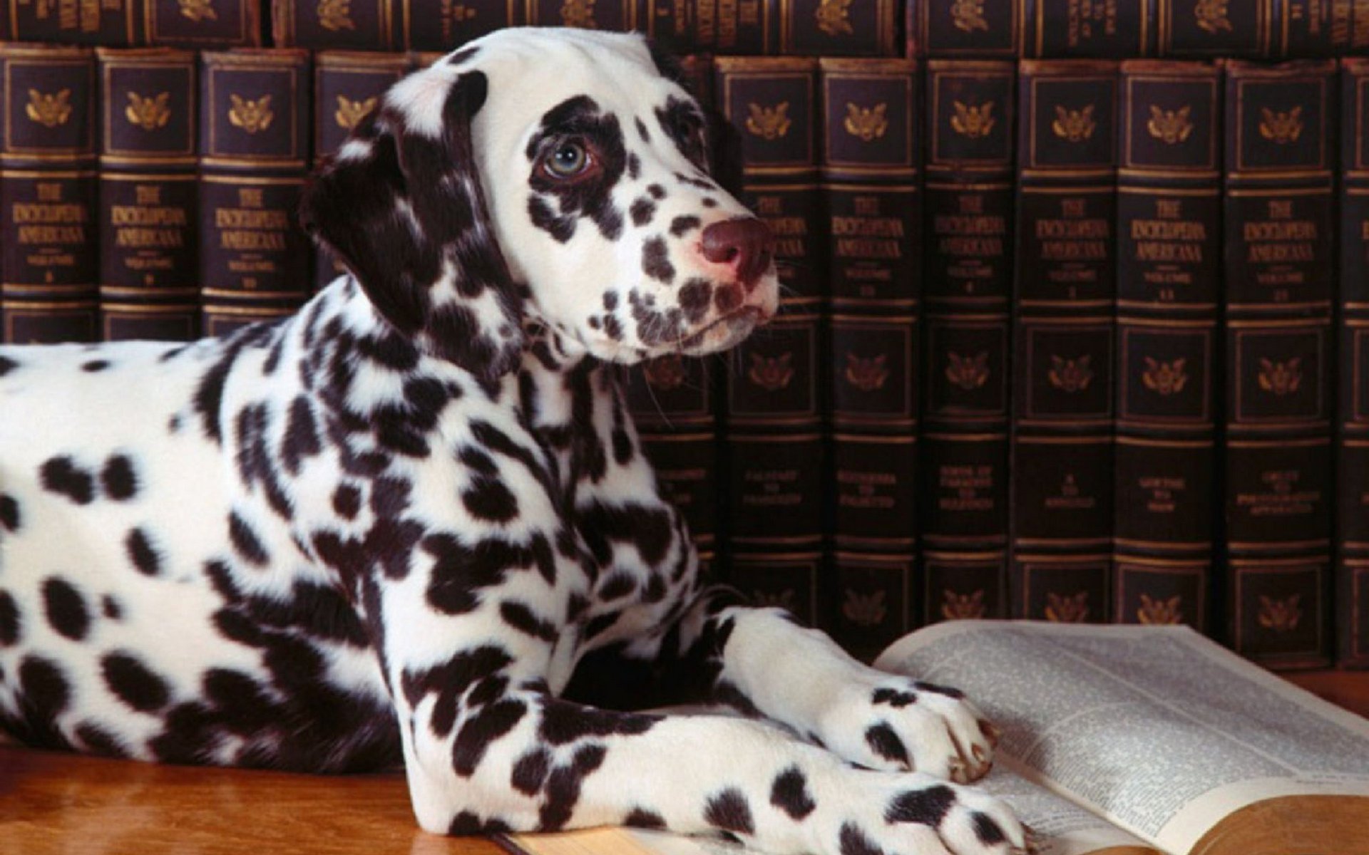 Dalmatian HD Wallpaper