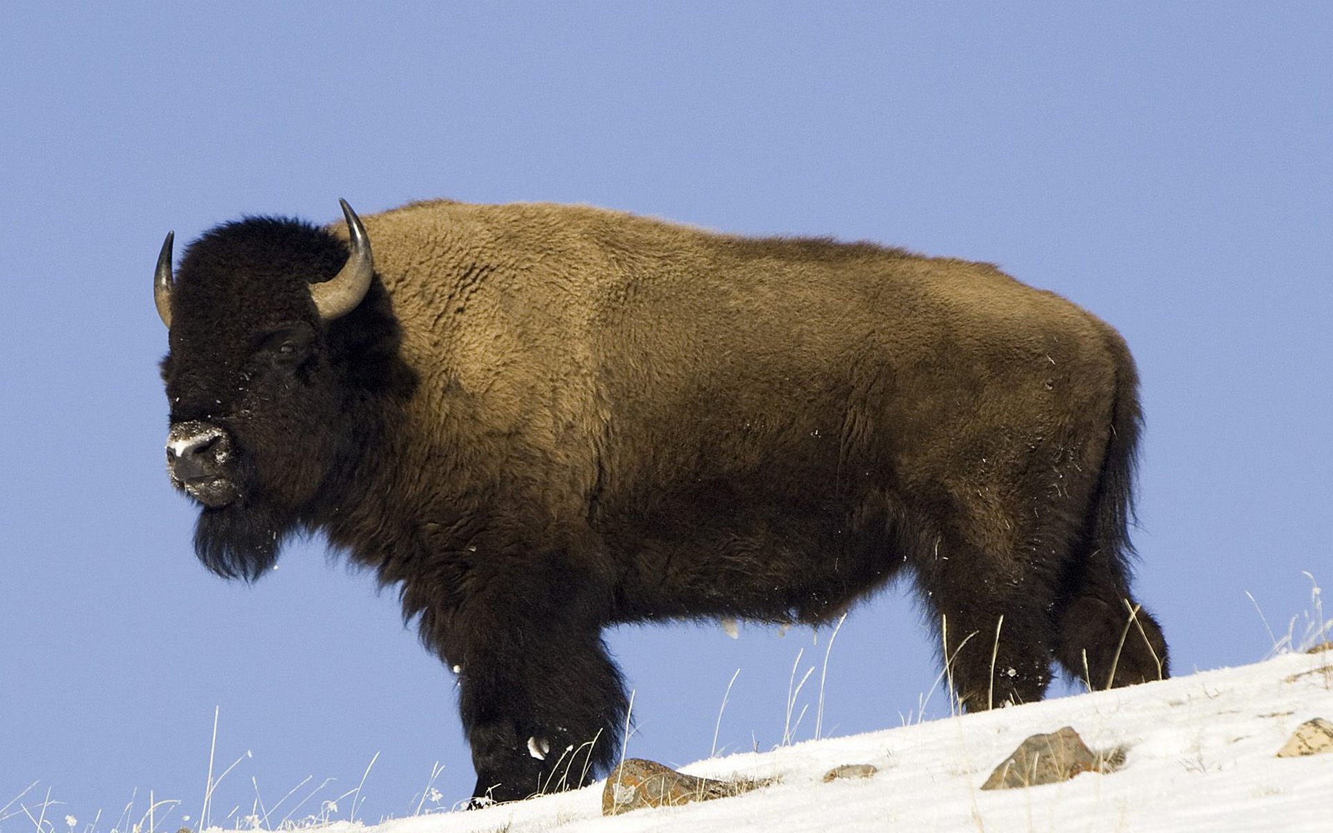 Download Animal American Bison HD Wallpaper