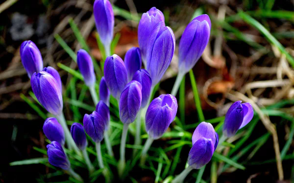 Stunning Purple Crocus HD Wallpaper