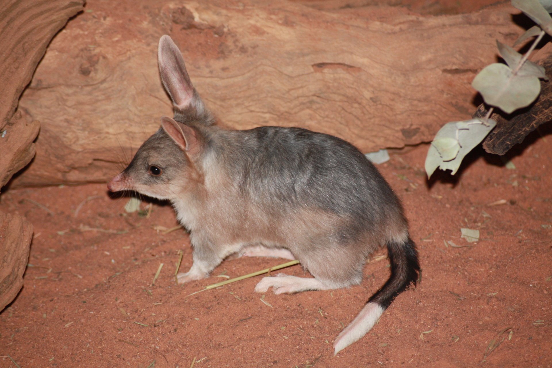 Download Animal Bilby HD Wallpaper