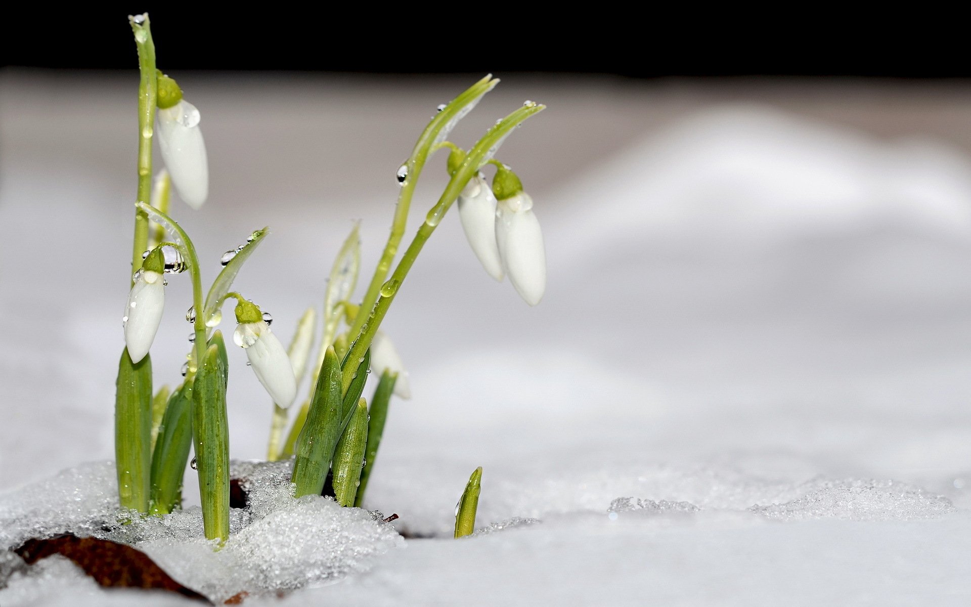 HD Nature Bloom: Snow-Kissed Snowdrops