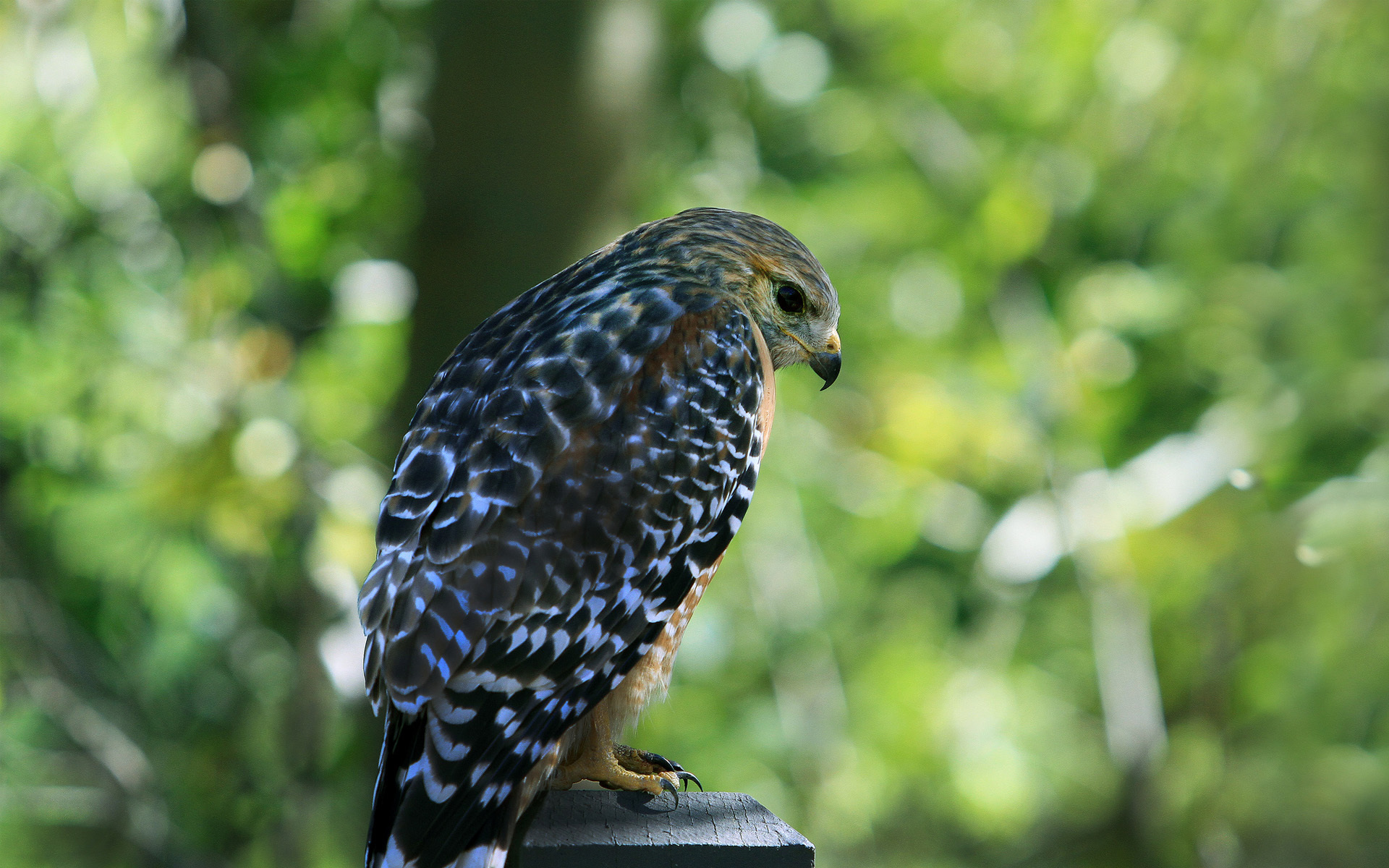 Download Animal Hawk HD Wallpaper