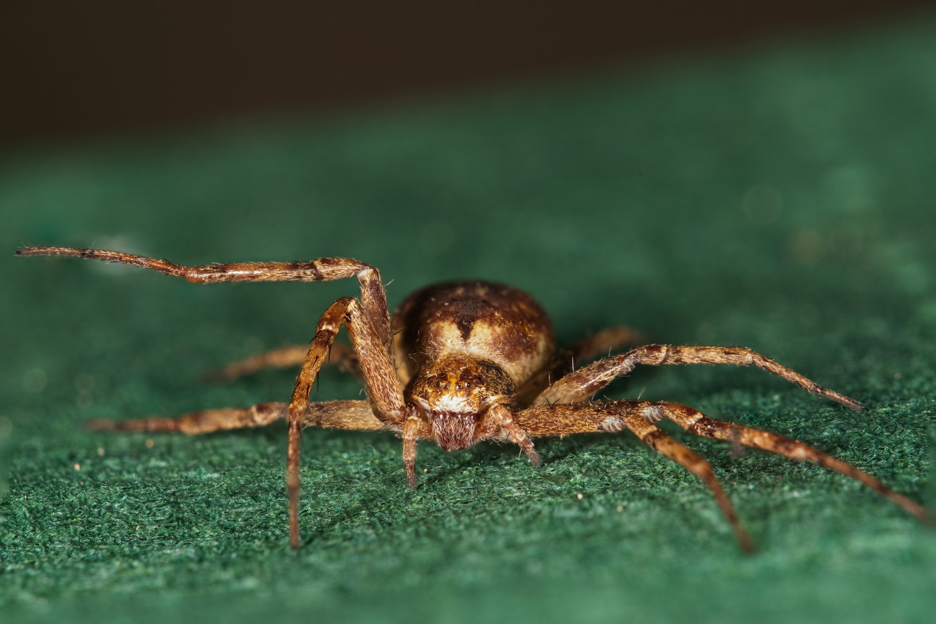Download Animal Spider 4k Ultra HD Wallpaper