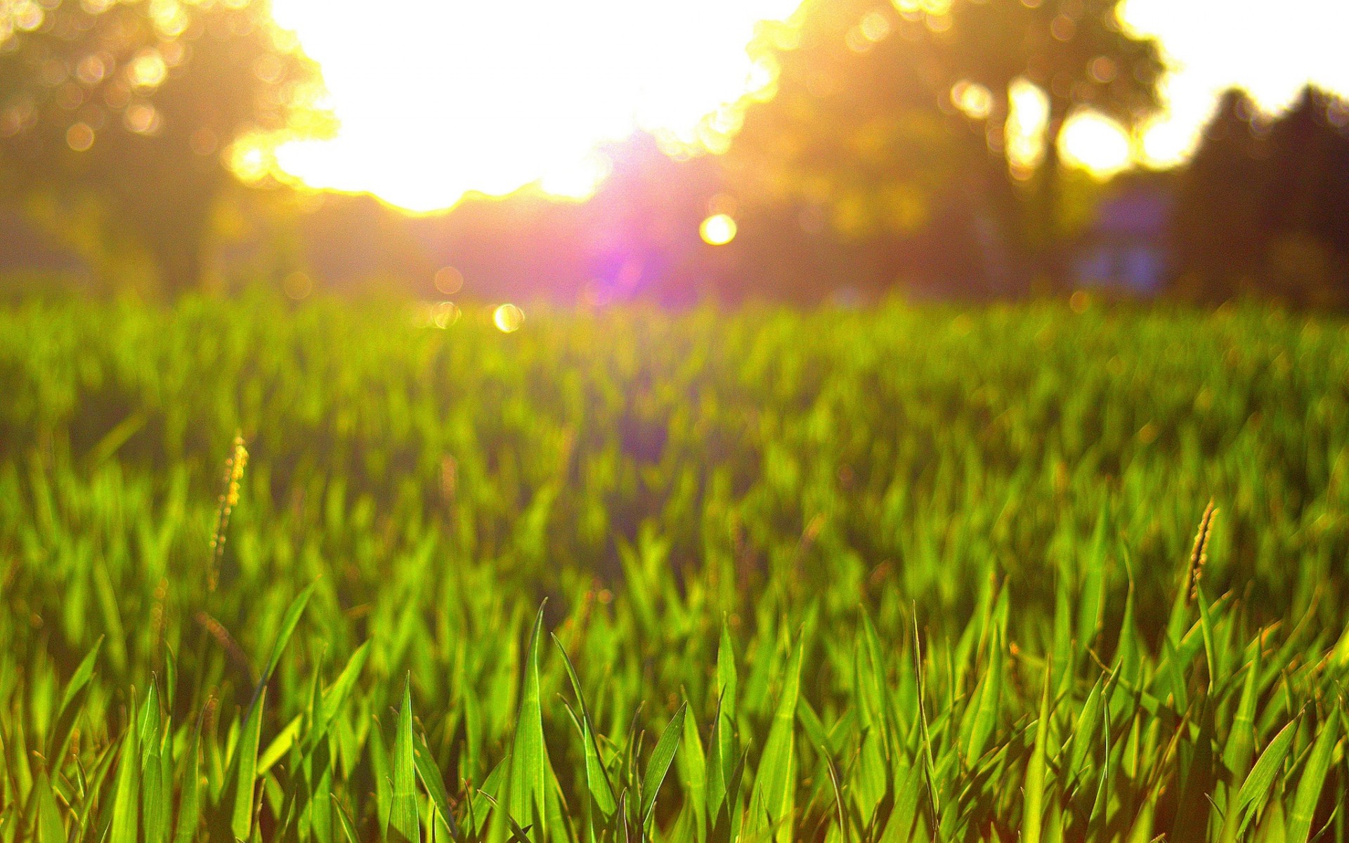 Download Nature Grass HD Wallpaper