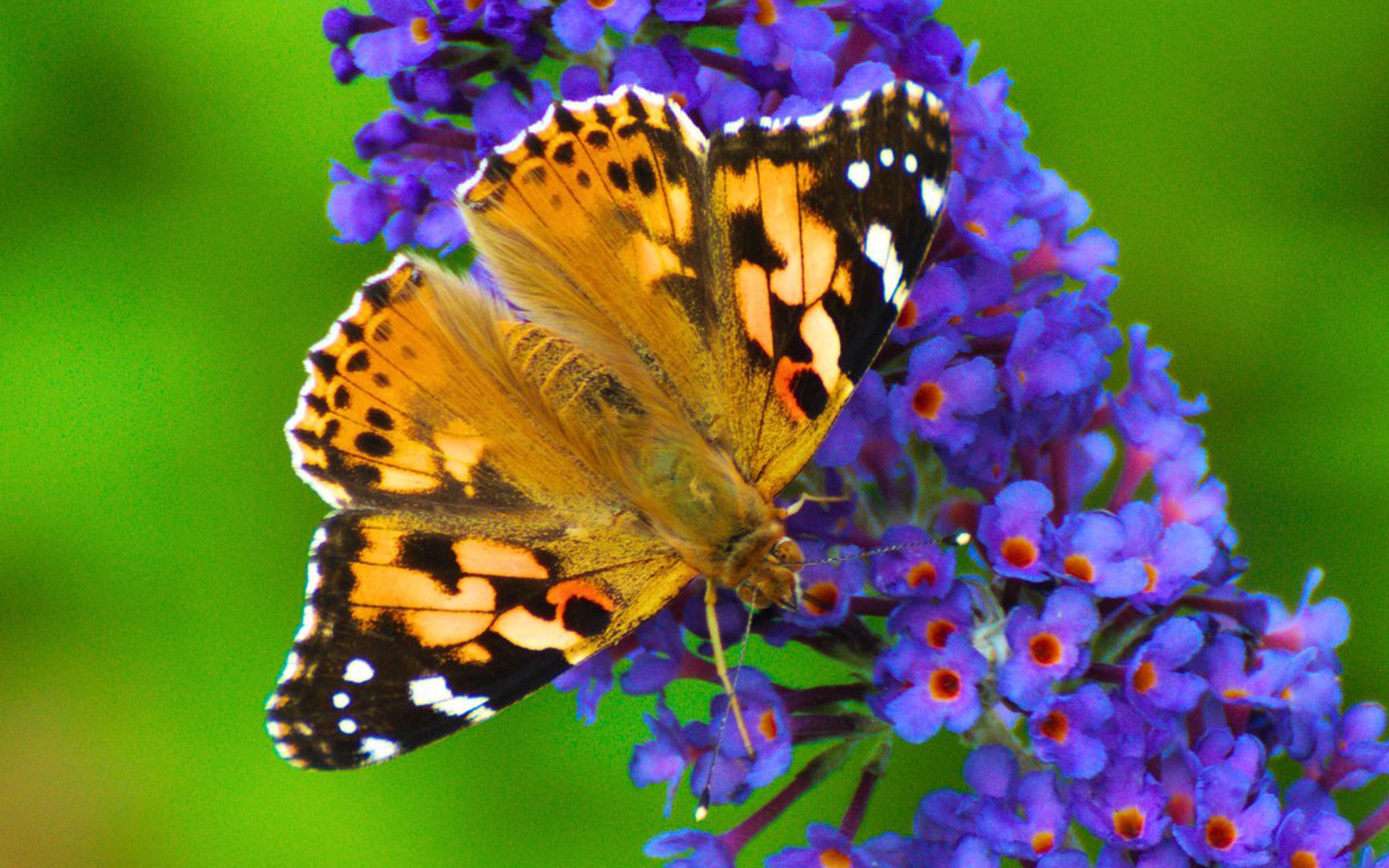 Download Animal Butterfly HD Wallpaper