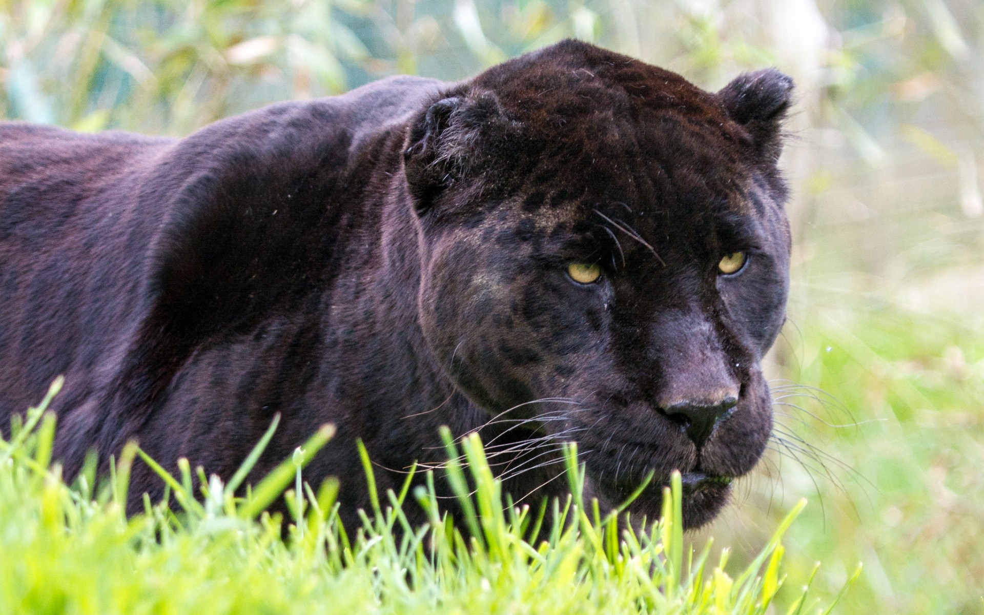 Black Panther HD Wallpaper