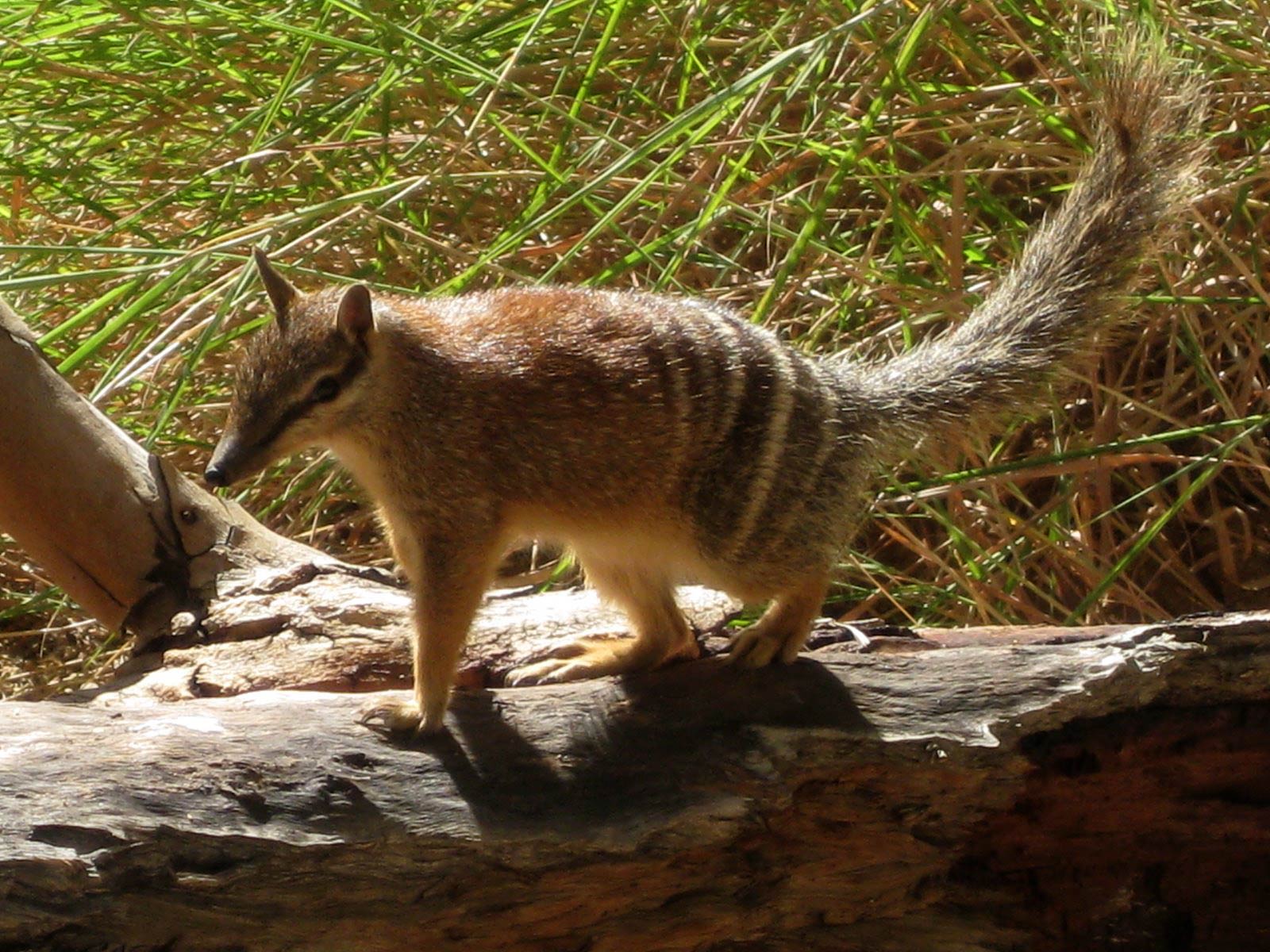 Download Animal Numbat Wallpaper