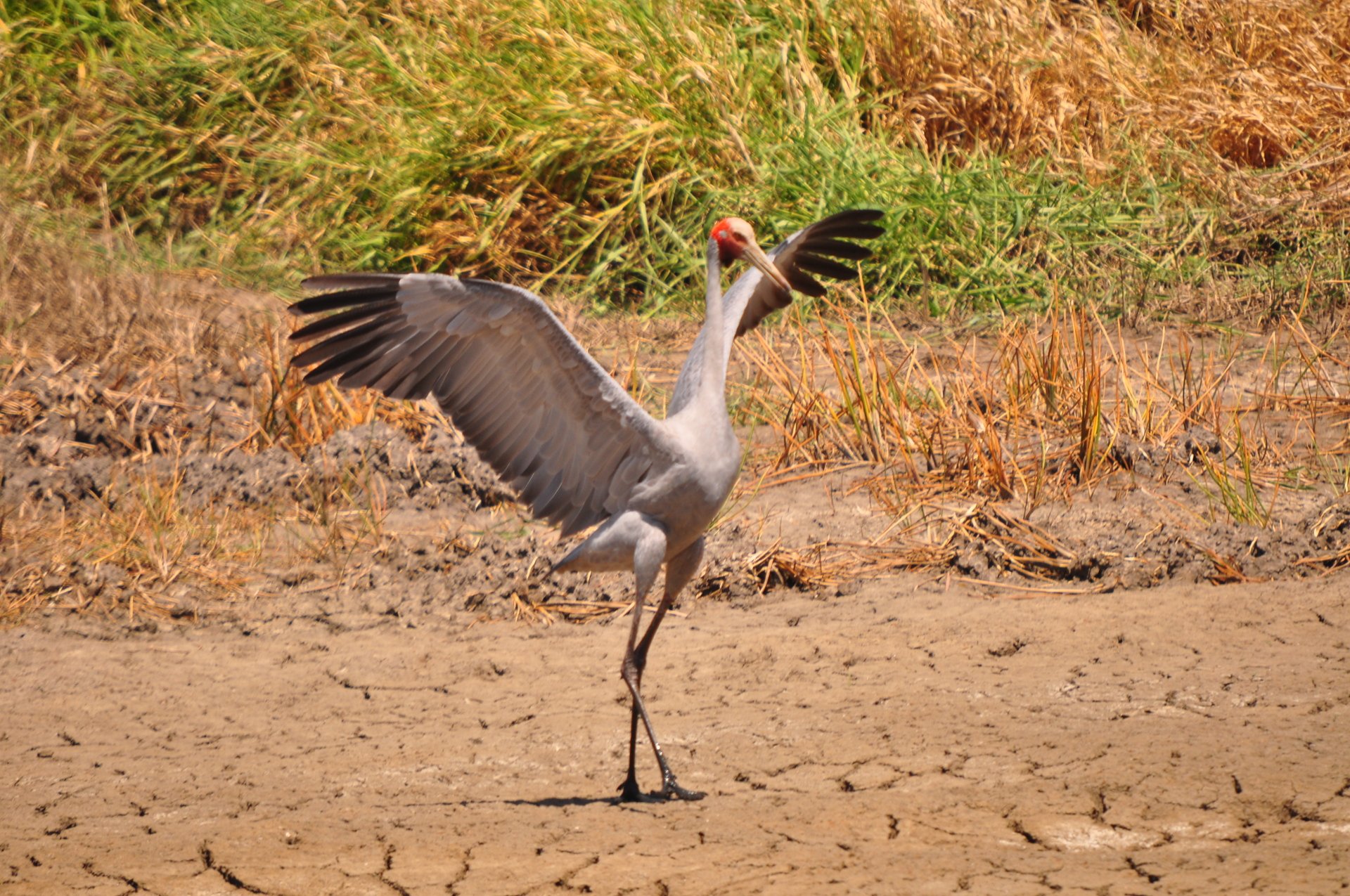 Brolga 4k Ultra HD Wallpaper