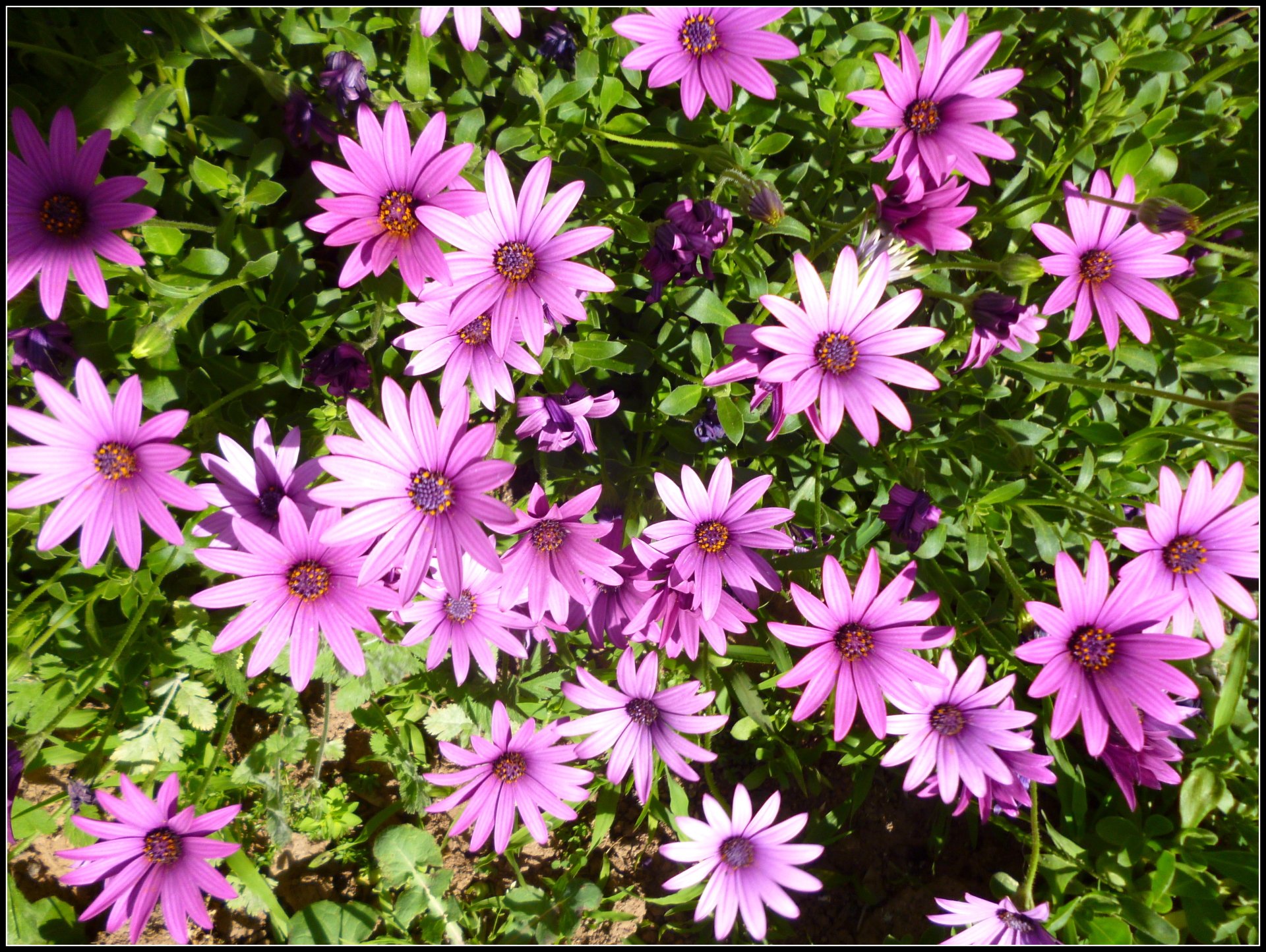 African Daisy Wallpaper