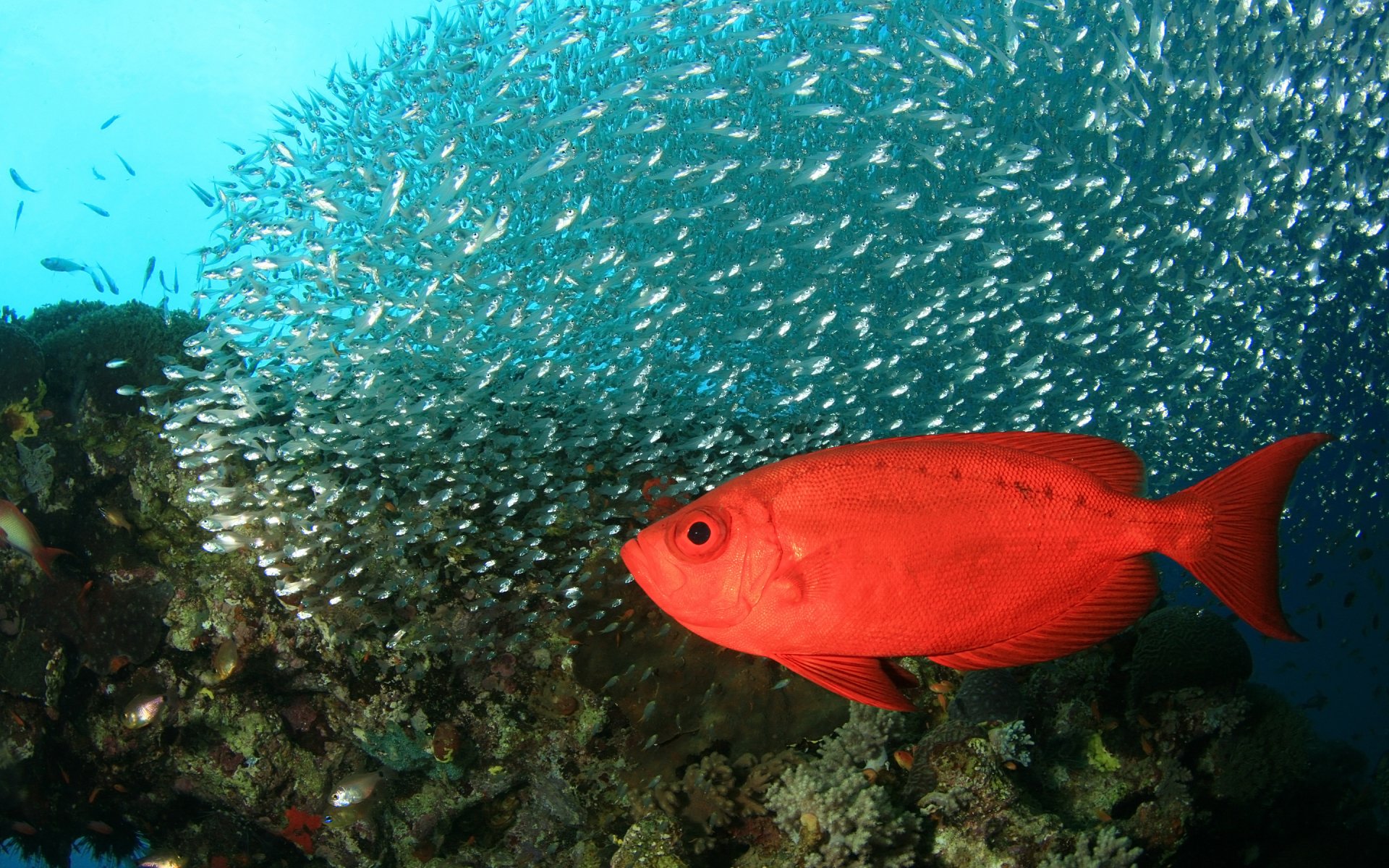 Download Animal Fish HD Wallpaper | 2880x1800 | Wallpaper Abyss