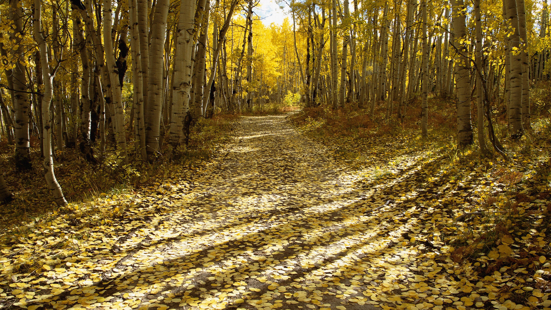 Golden Autumn Pathway – HD Nature Wallpaper of Fall Splendor