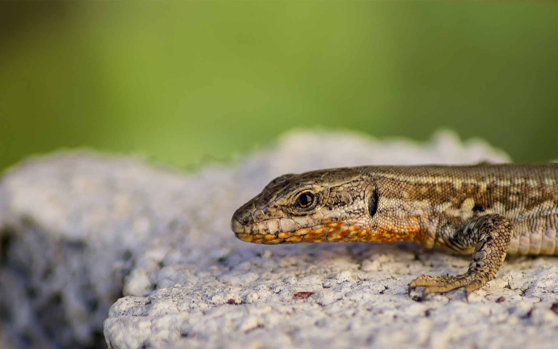 Download Animal Lizard HD Wallpaper