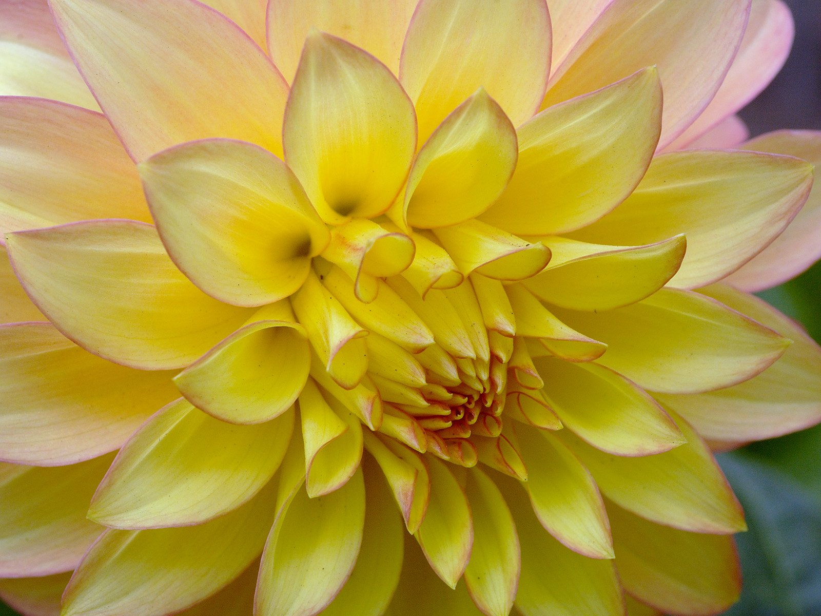 Download Nature Flower Wallpaper