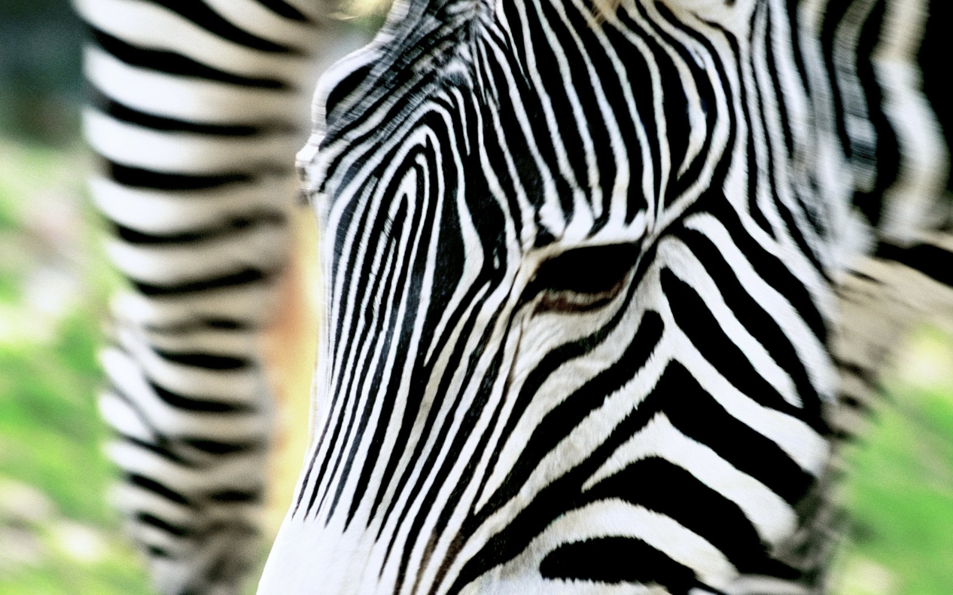 Free Zebra Hd Wallpapers