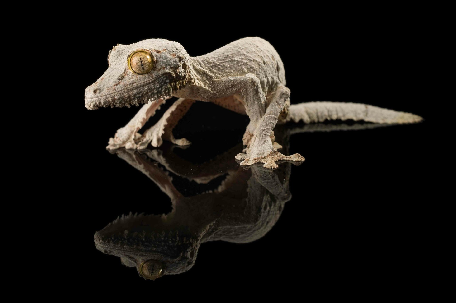 Download Animal Gecko 4k Ultra HD Wallpaper