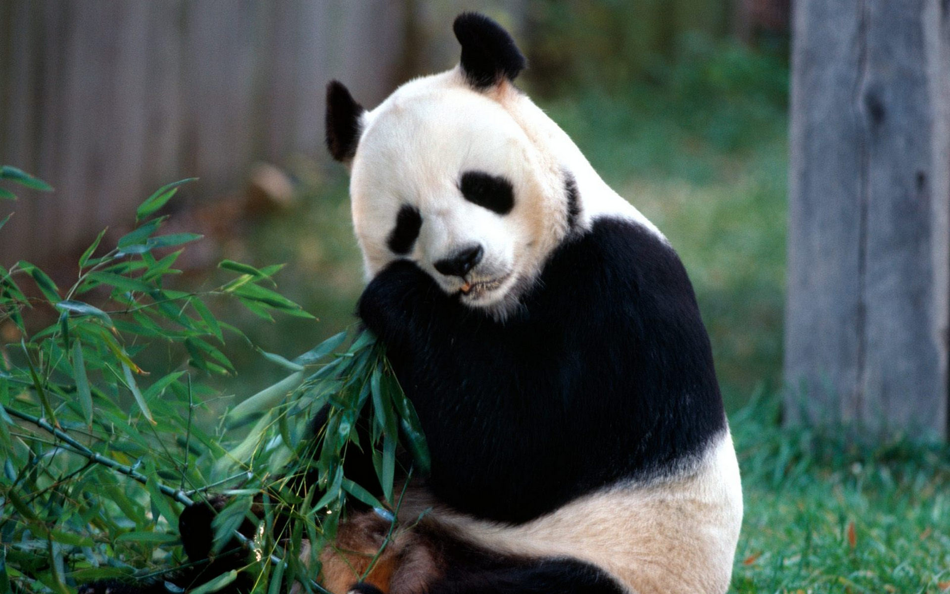 Download Animal Panda HD Wallpaper
