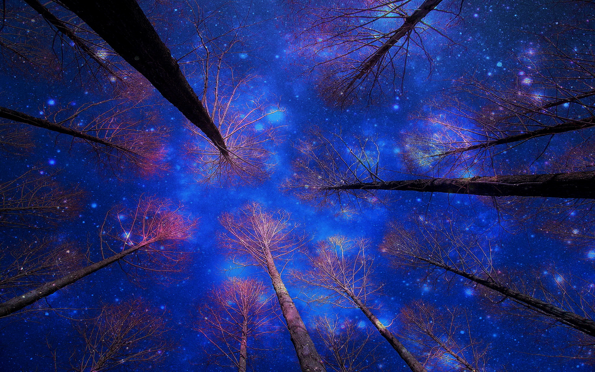 Starry Canopy: A Stunning Nature HD Wallpaper