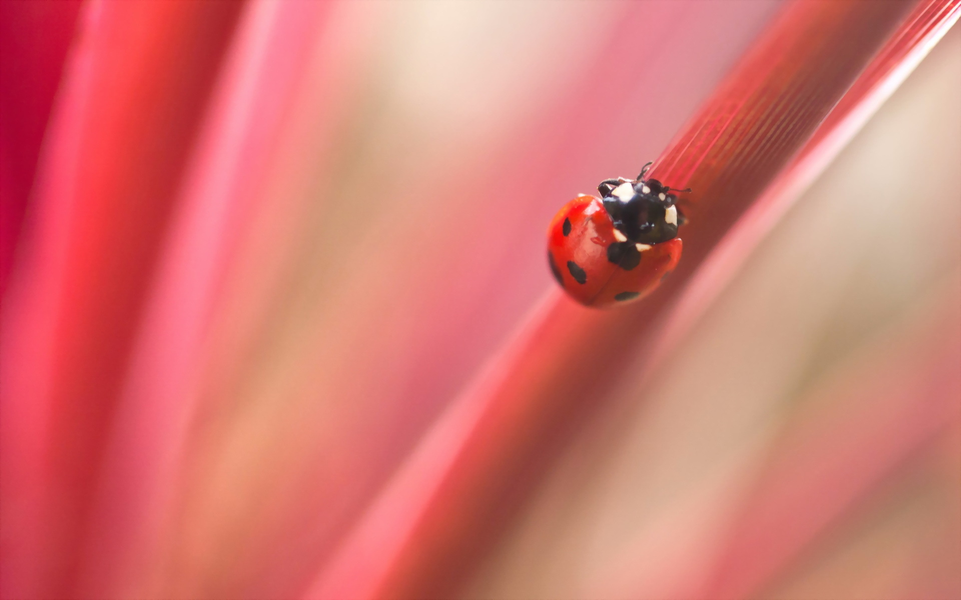 Download Animal Ladybug HD Wallpaper