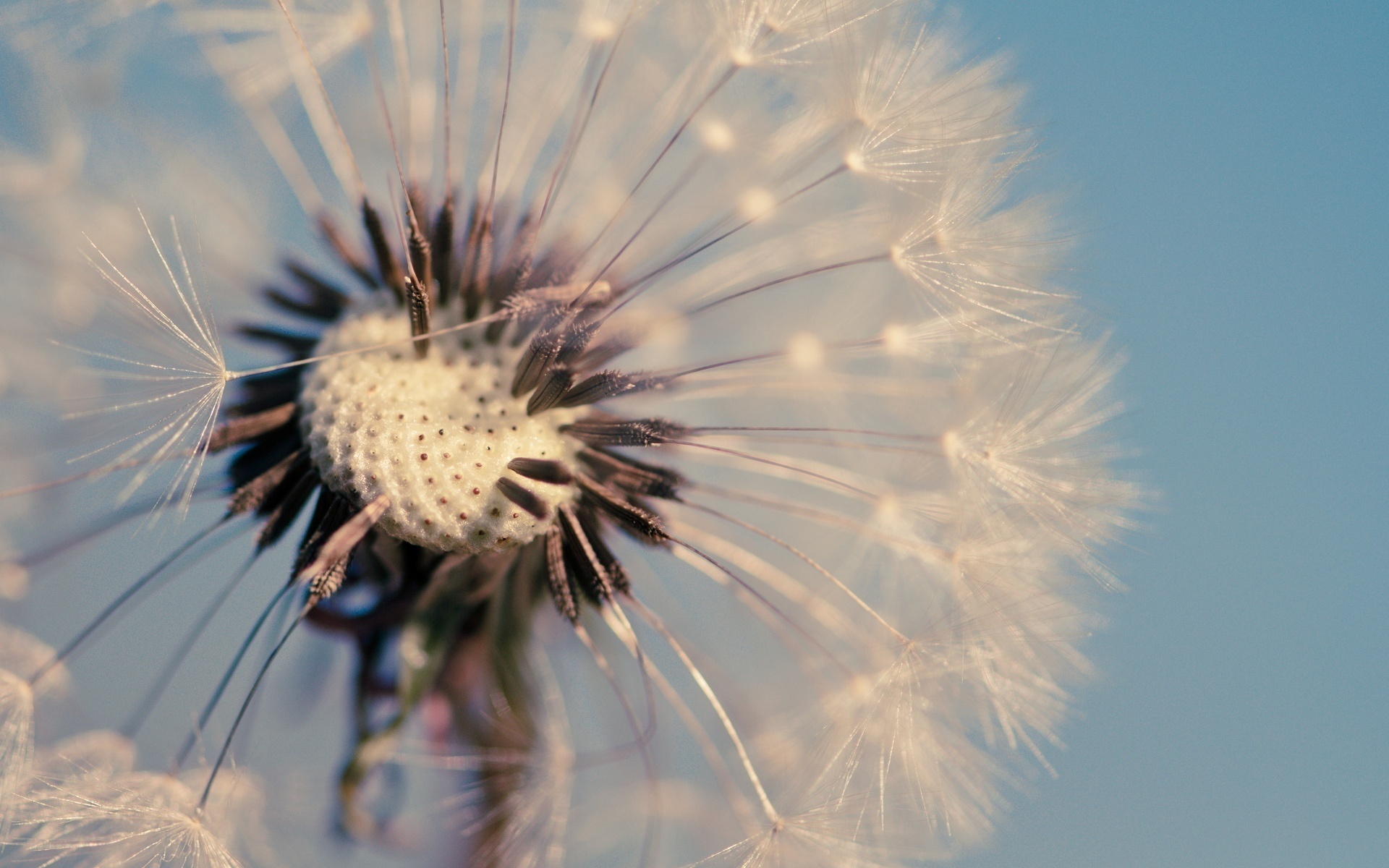 Dandelion Seeds Widescreen Wallpaper Dandelion Scenery Royalty Free