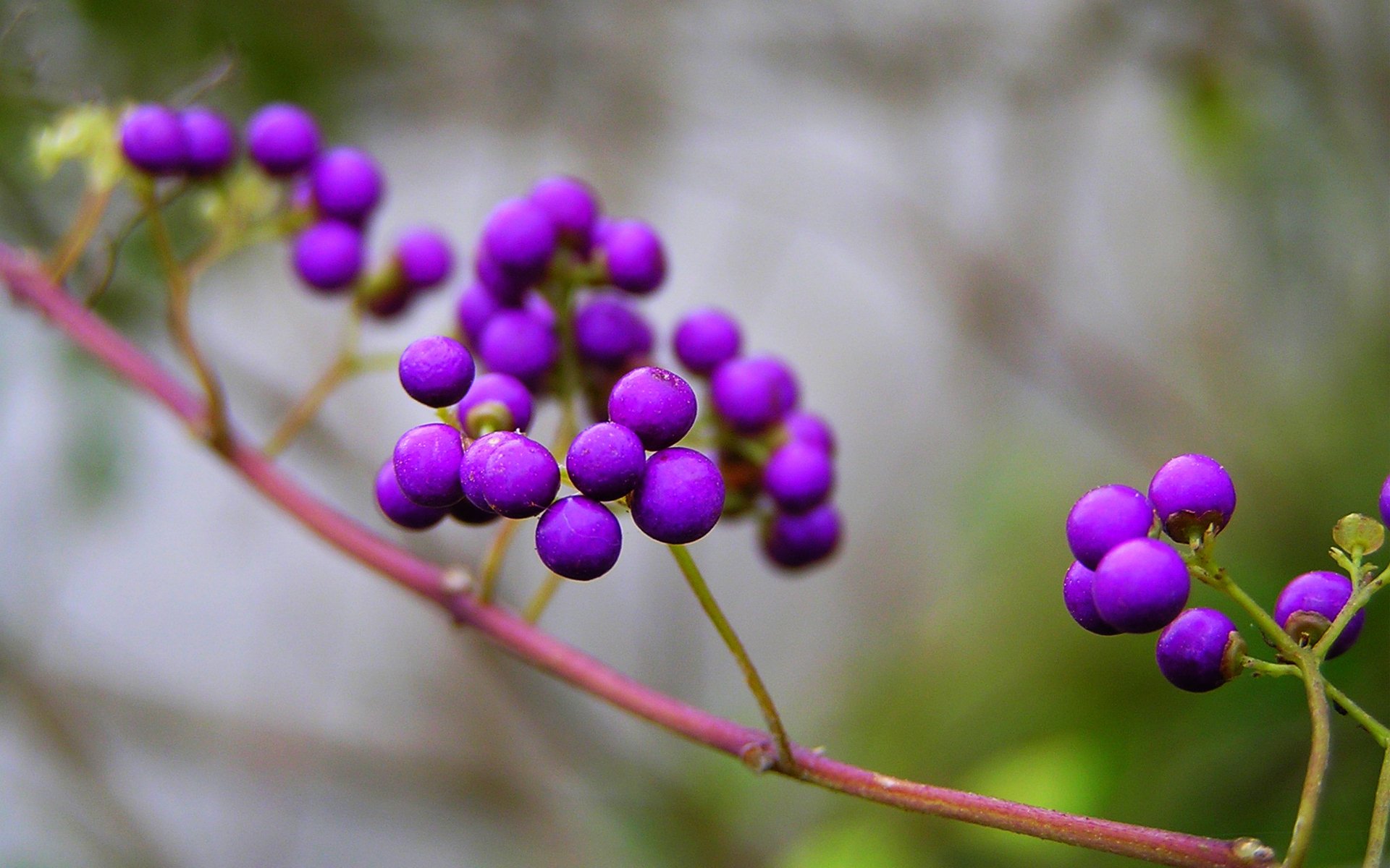 Vibrant Nature: Stunning Purple Plant in HD