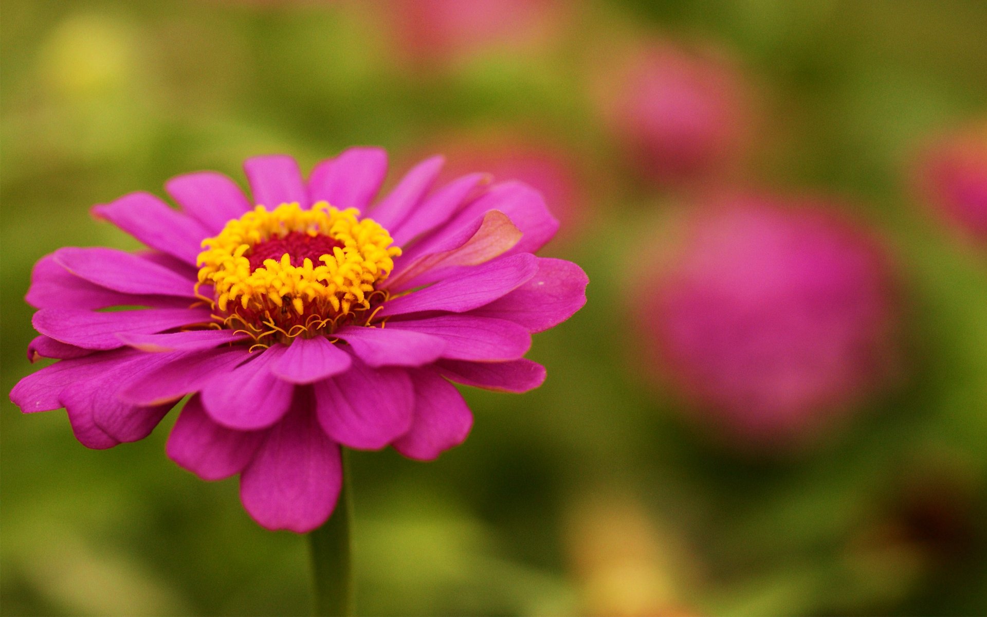 Download Nature Flower HD Wallpaper