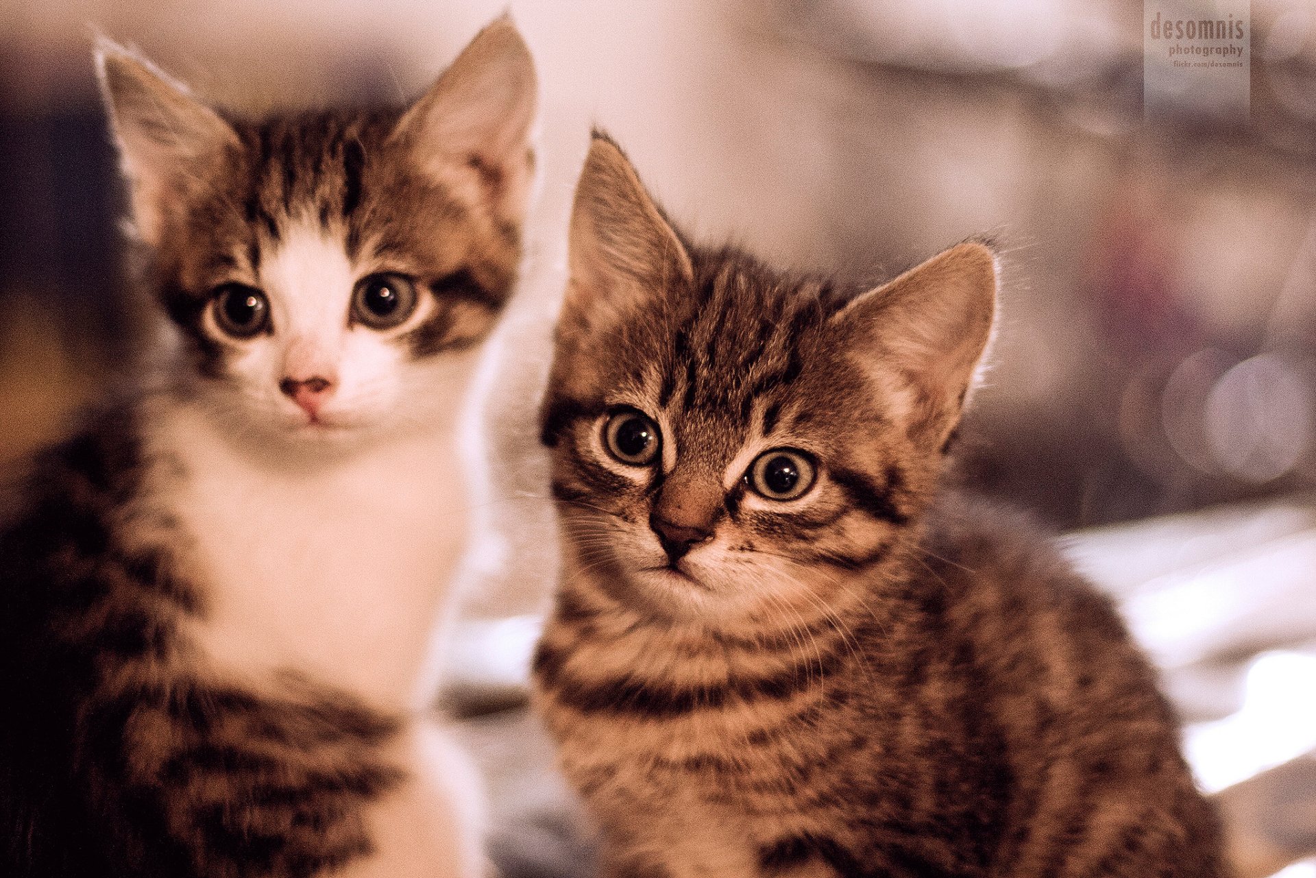 Adorable Cats HD Wallpaper | 2048x1366 | Wallpaper Abyss