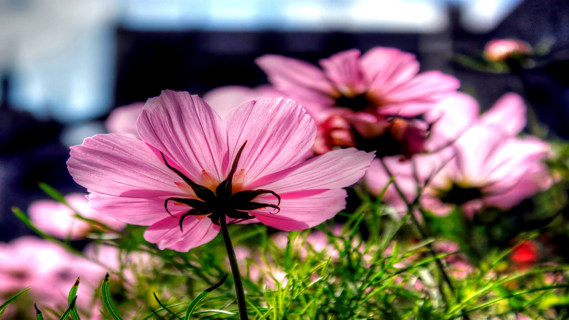 Download Nature Flower HD Wallpaper