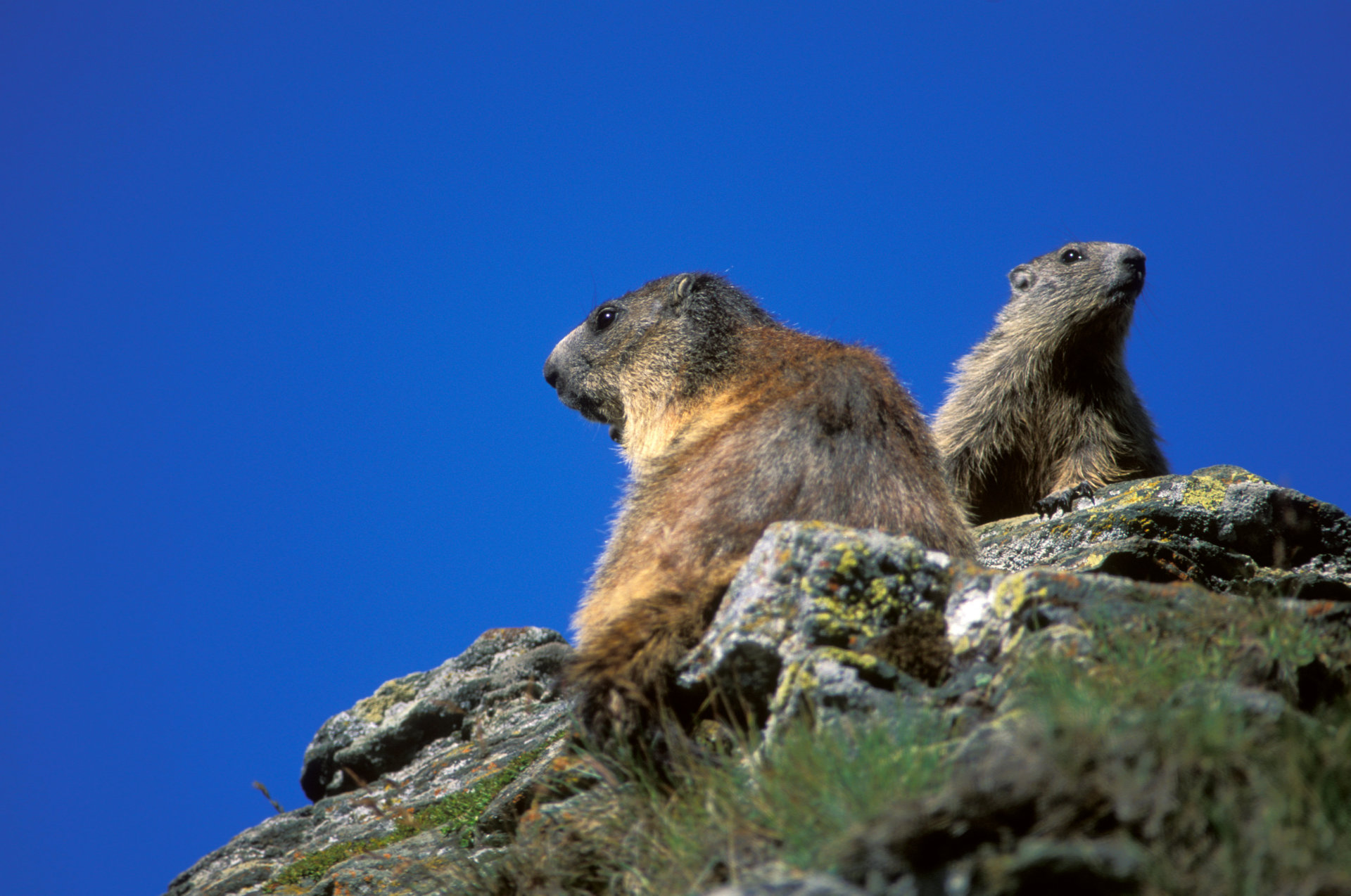 Download Rodent Animal Marmot HD Wallpaper