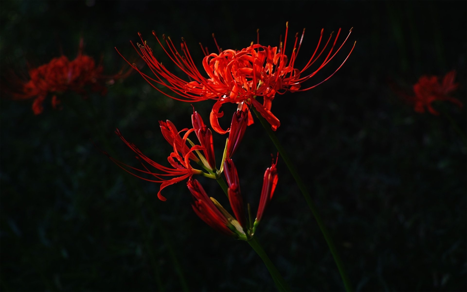 Vibrant Red Spider Lily: HD Nature’s Floral Elegance | 2560x1600 ...