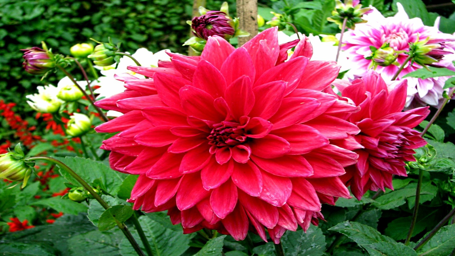 Download Nature Flower HD Wallpaper
