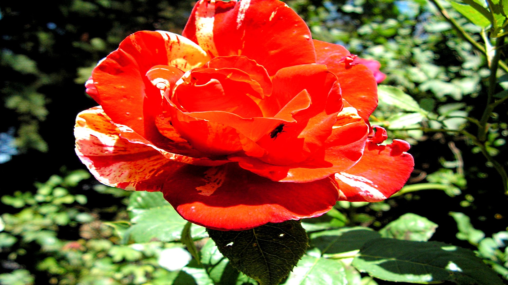 Nature Rose HD Wallpaper