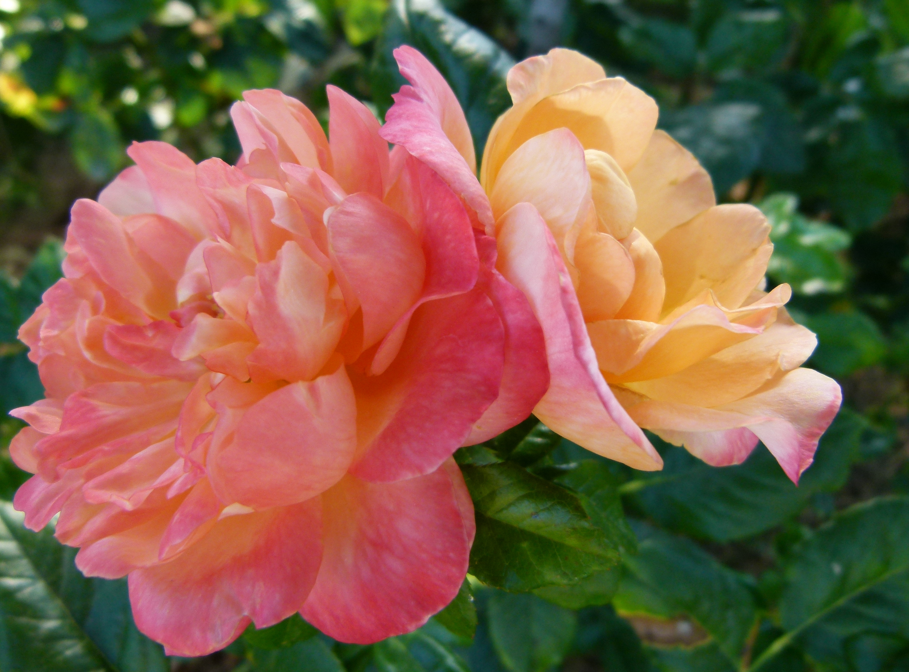 Download Nature Rose HD Wallpaper