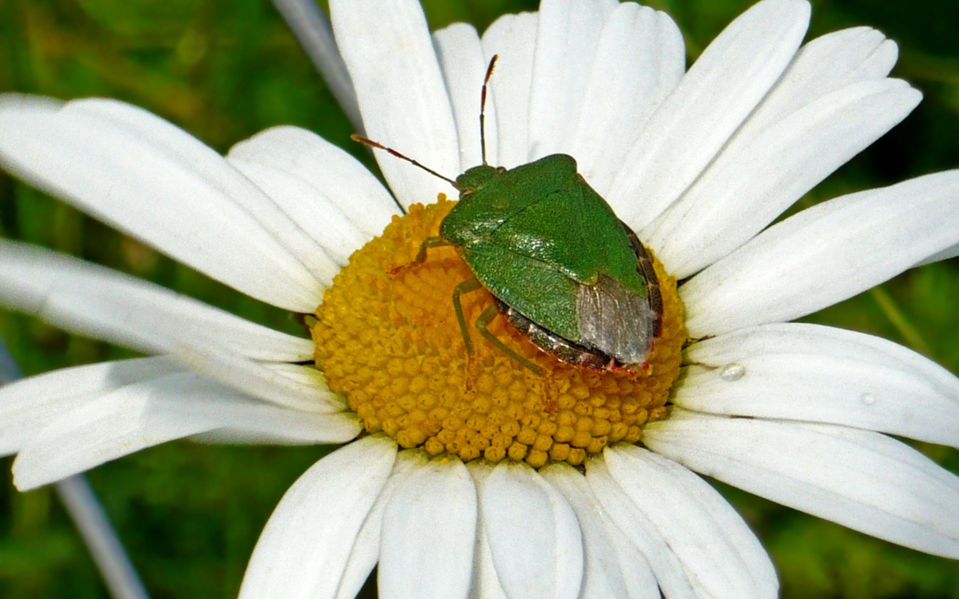 Download Animal Insect HD Wallpaper | 2880x1800 | Wallpaper Abyss