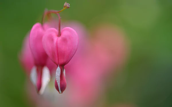 [10+] Bleeding Heart Wallpapers