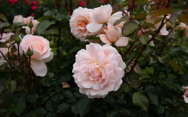 Download Nature Rose Bush HD Wallpaper