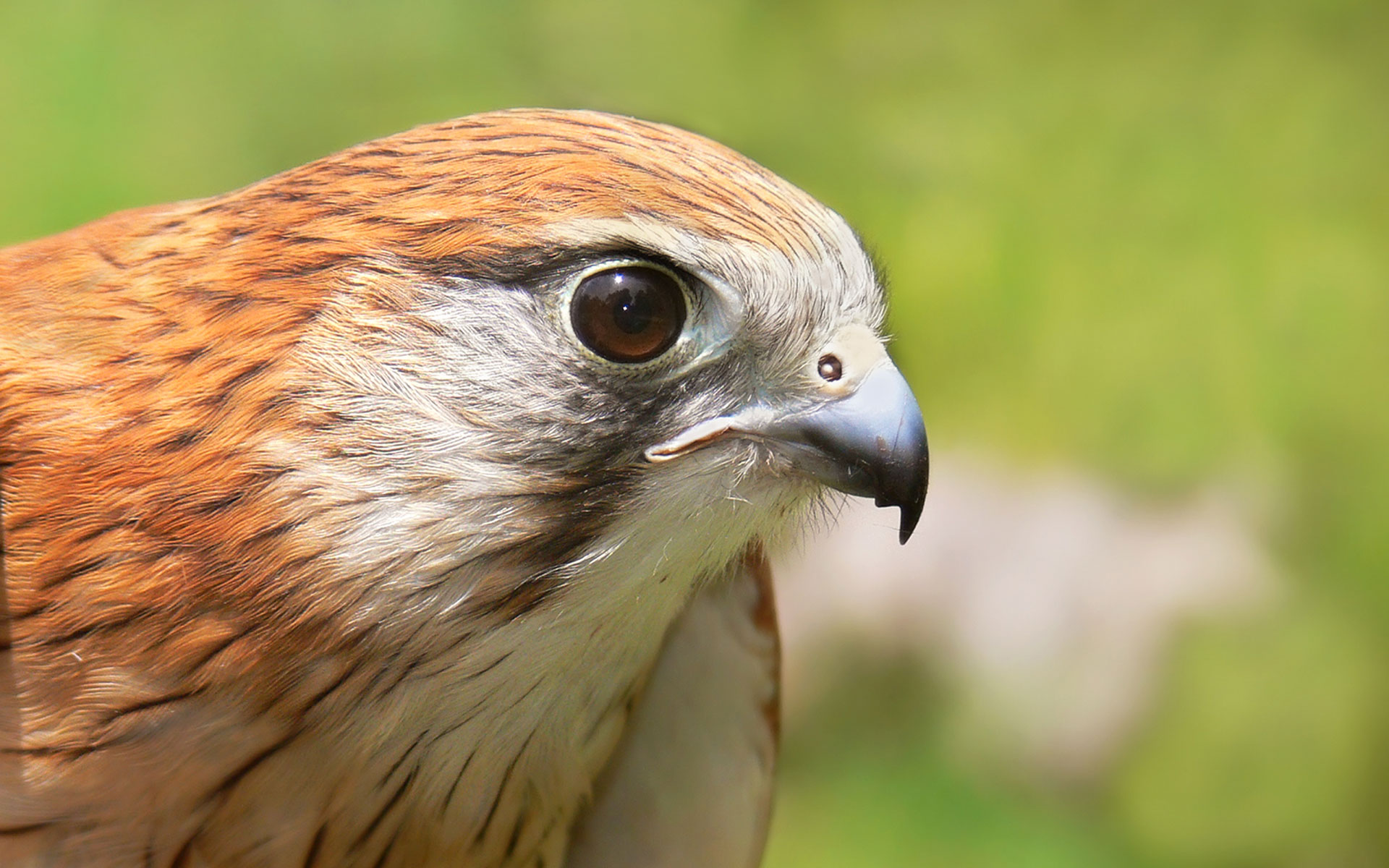 Falcon HD Wallpaper | Background Image | 1920x1200 | ID:444567 ...