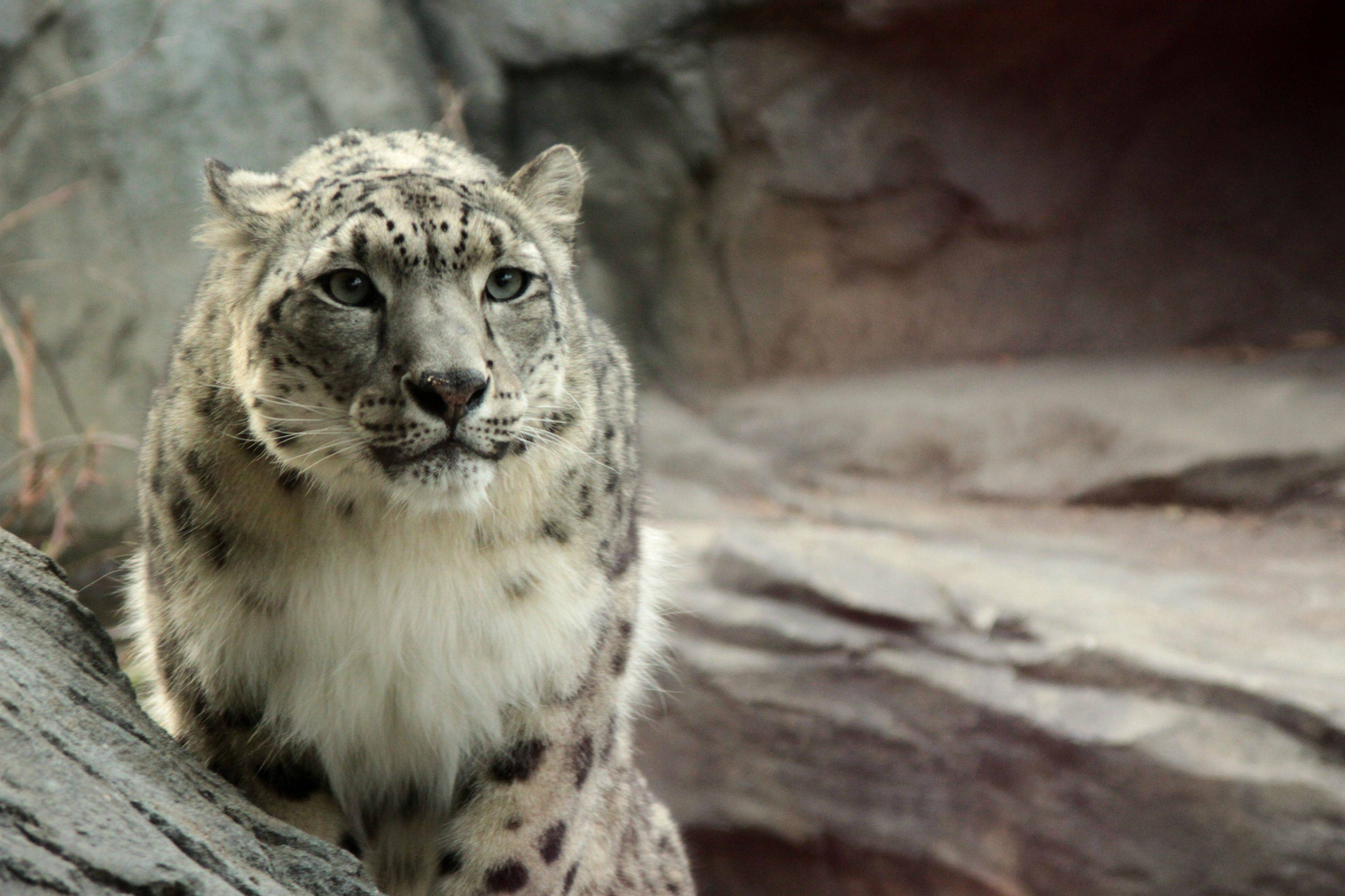 Download Animal Snow Leopard HD Wallpaper